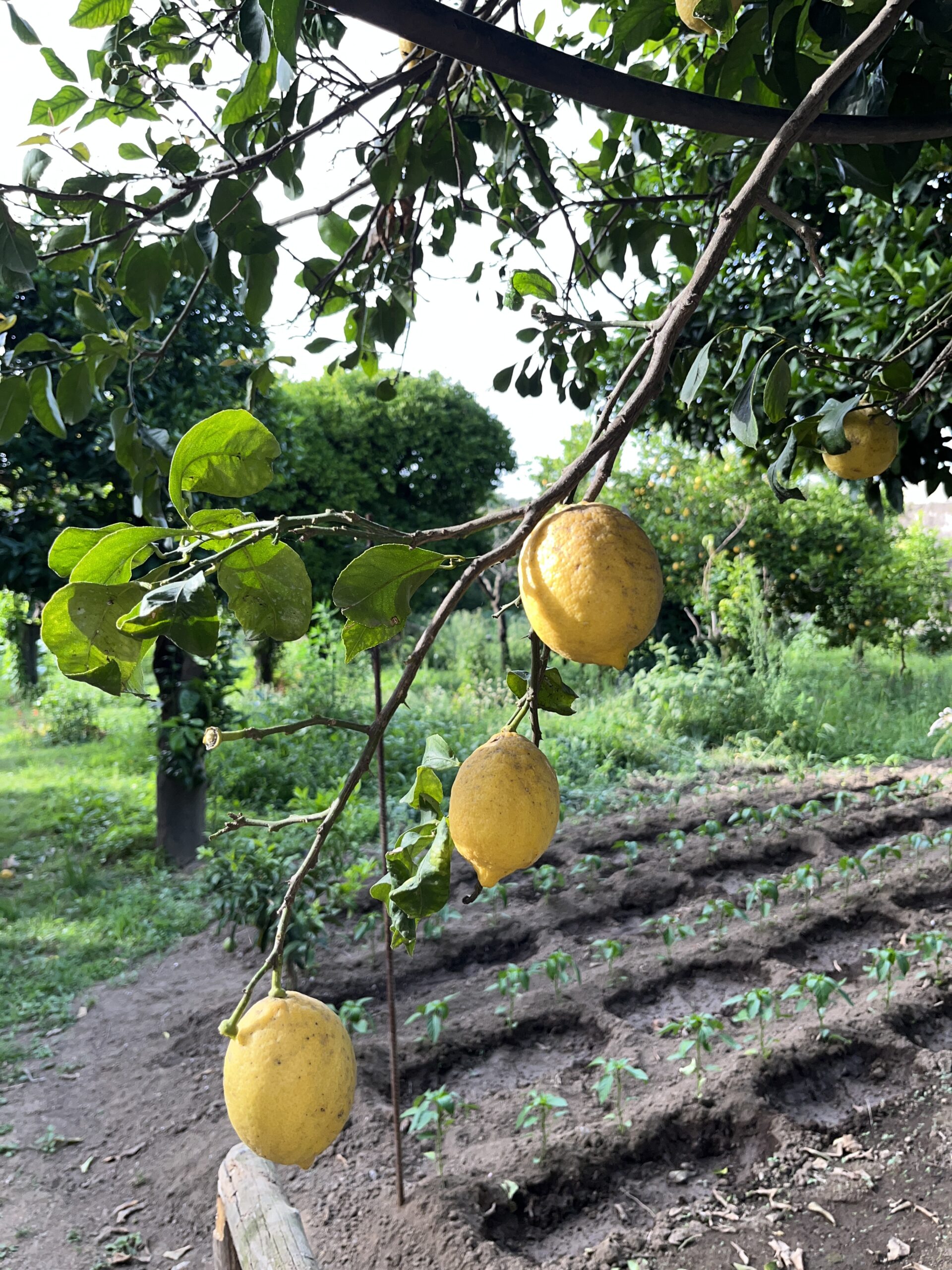 When Life Gives You Lemons, opt for Sorrento Lemons!